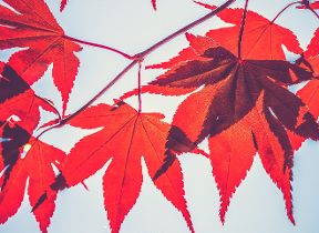 8 interesting facts about autumn - Met Office